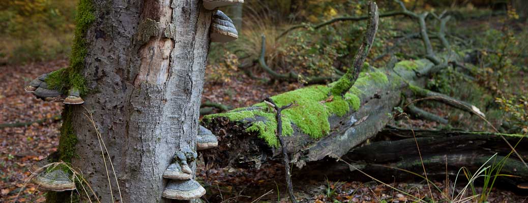 Oerbos in Arnhem - bosbeeld